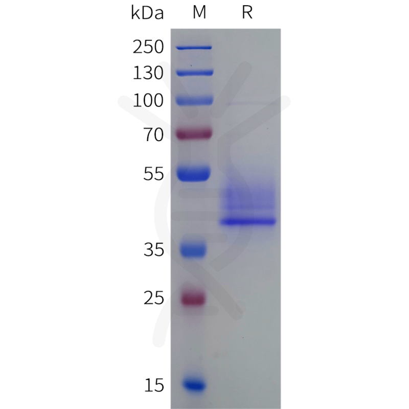 Buy Human CD3E-knob and CD3G-Hole Heterodimer Protein, His Tag and Twin ...