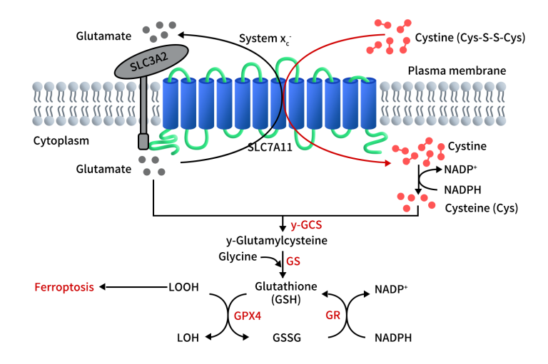 SLC7A11/xCT Target in Cancer: Ferroptosis, Immunotherapy and Drug ...