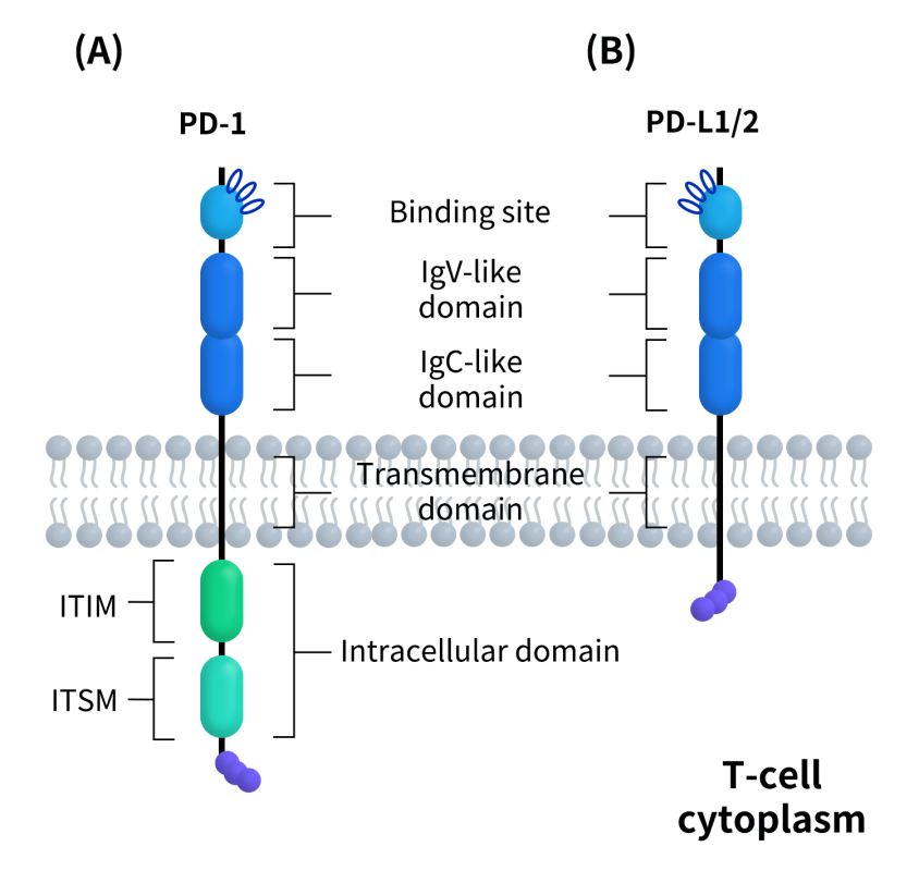 PD-1/PD-L1: Central Immune Checkpoint in Cancer | Mechanisms ...