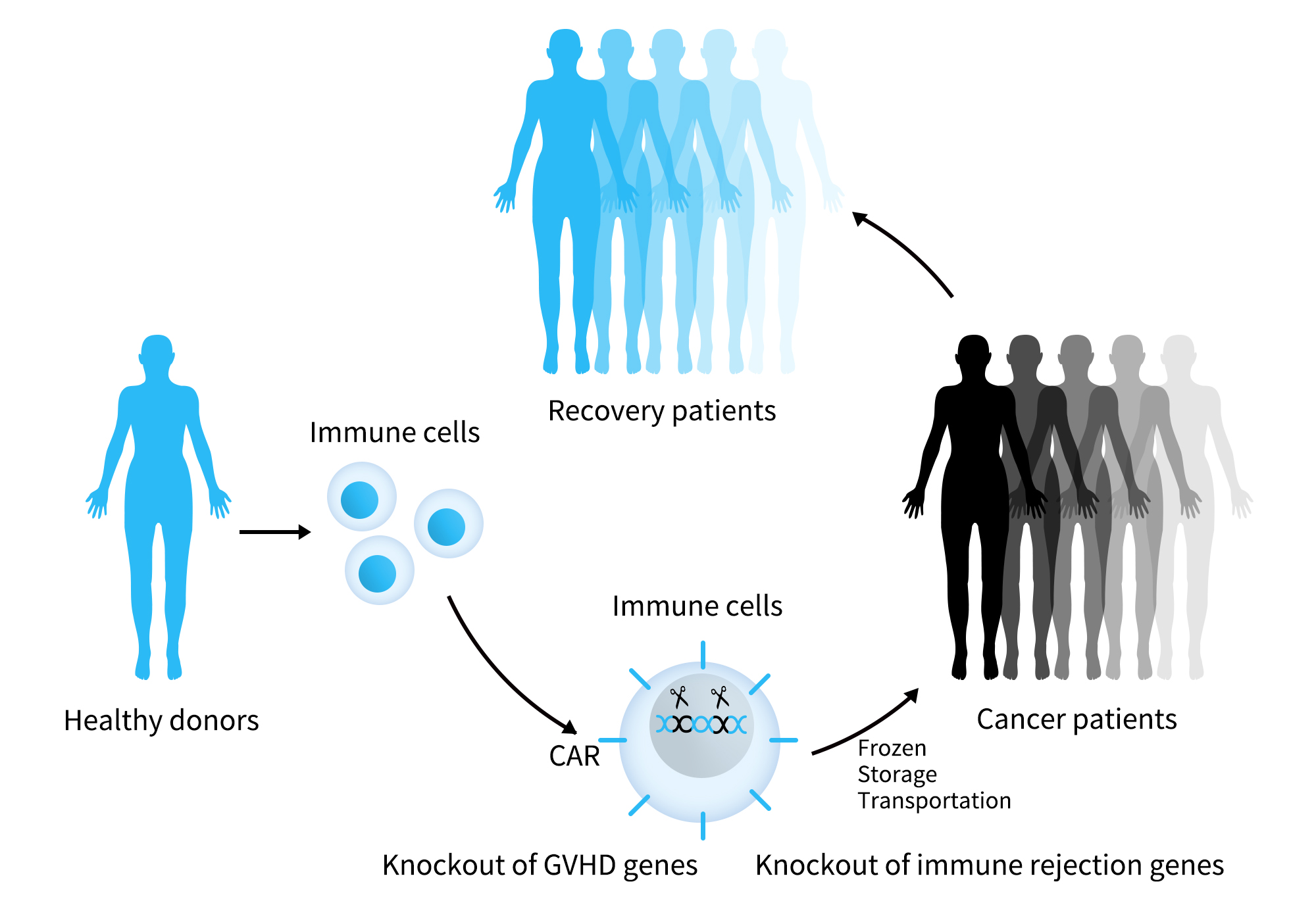 Research Progress on Targeting BCMA in Autoimmune Diseases - DIMA ...