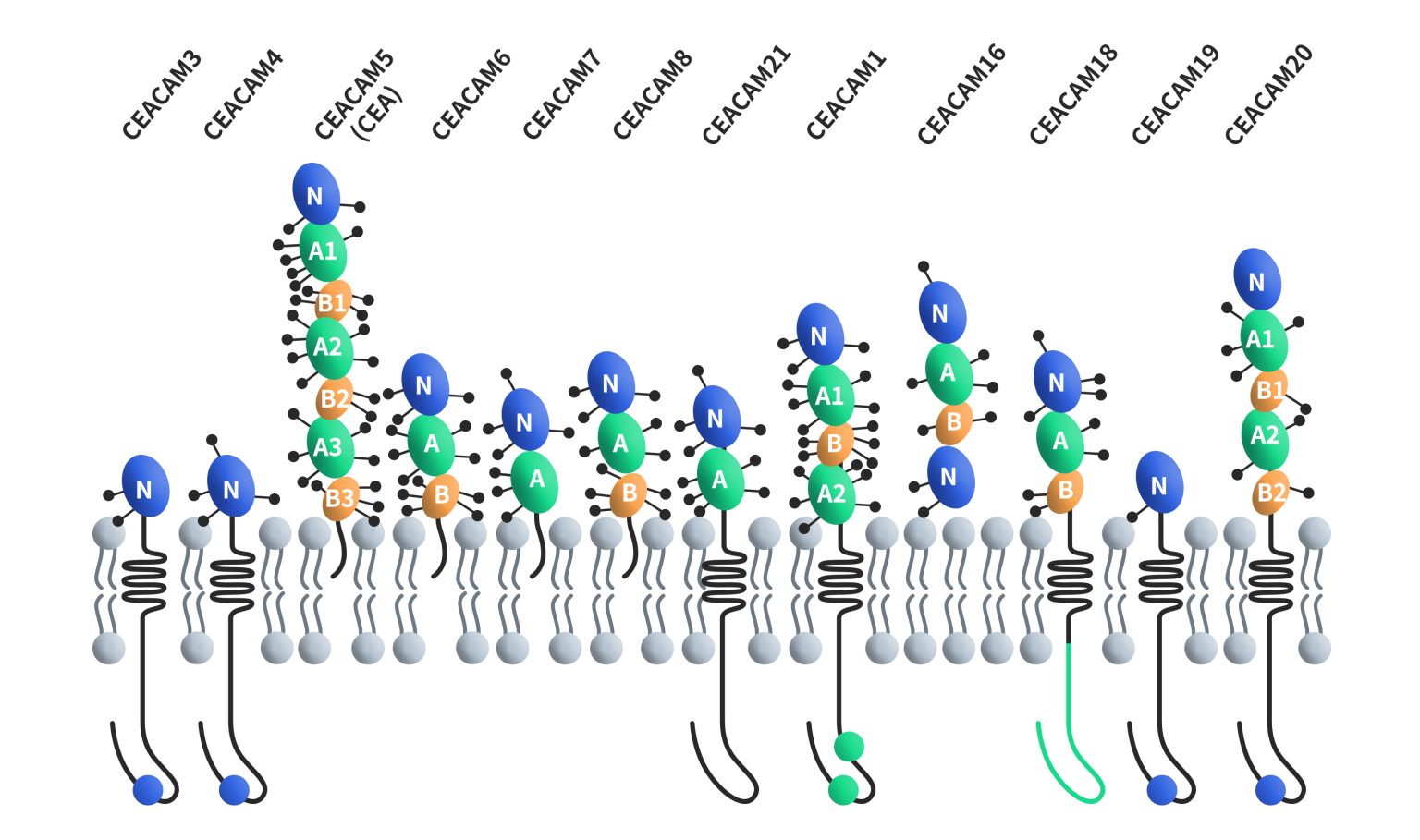 CEACAM5 – An Emerging Target for Cancer Therapy-DIMA BIOTECH
