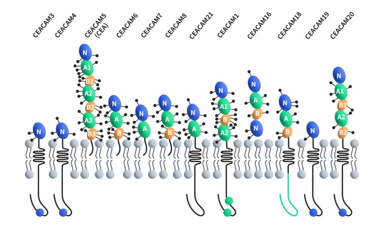 CEACAM5, an emerging target for cancer therapy - DIMA Biotechnology