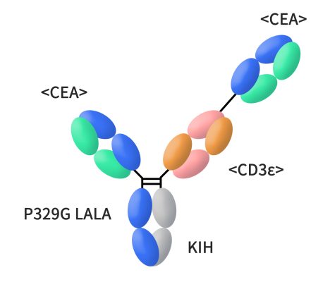 CEACAM5 – An Emerging Target for Cancer Therapy-DIMA BIOTECH