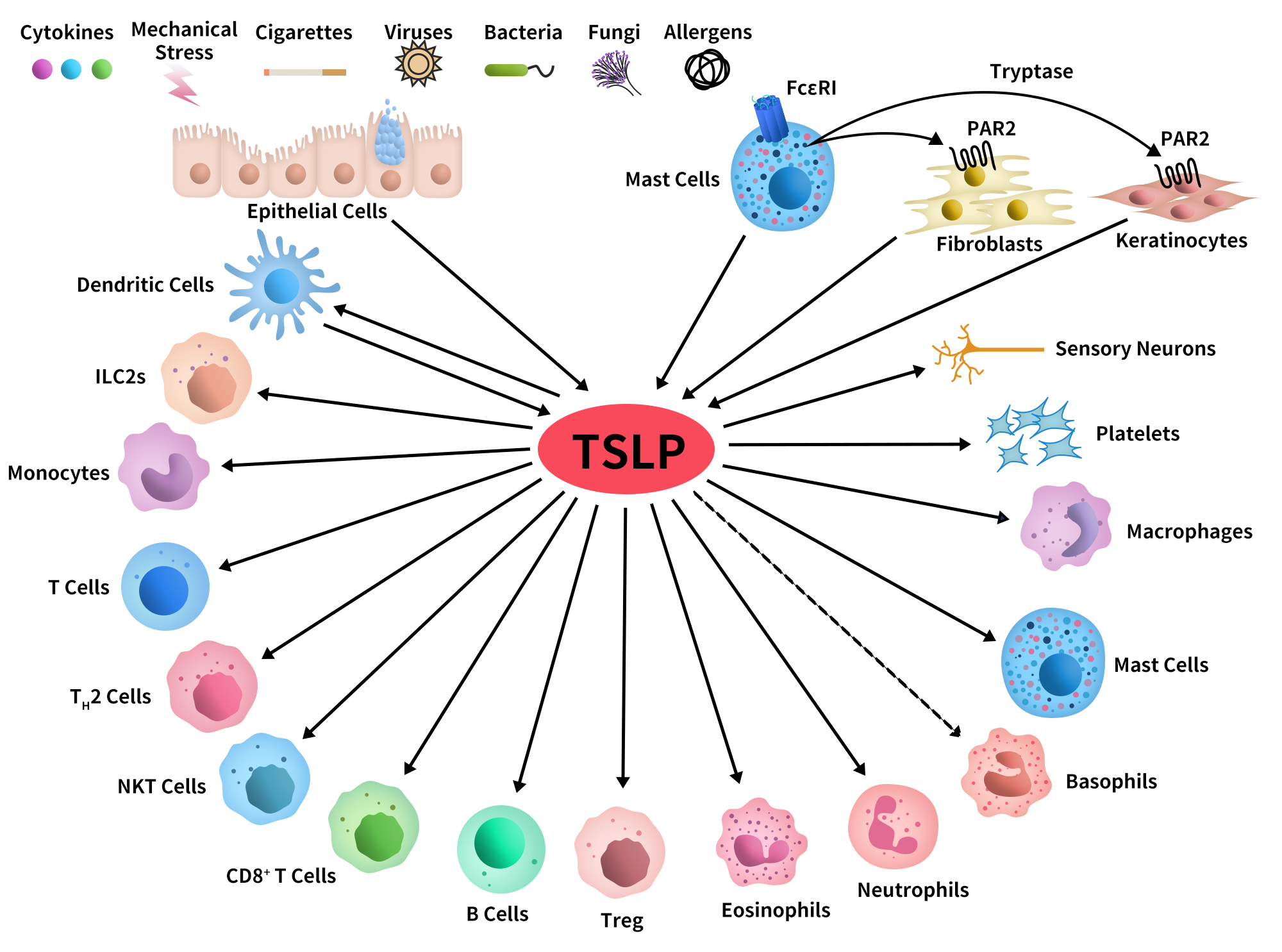 TSLP: A Promising Target for Opening a New Chapter in Immunotherapy ...