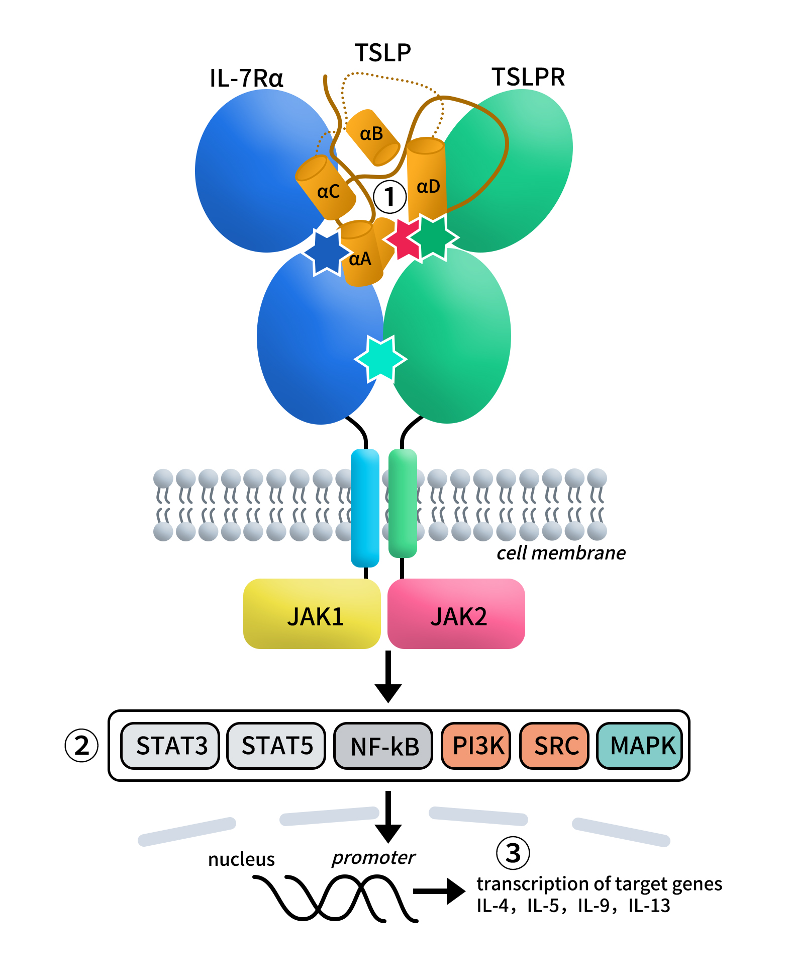 TSLP: A Promising Target for Opening a New Chapter in Immunotherapy - DIMA Biotechnology
