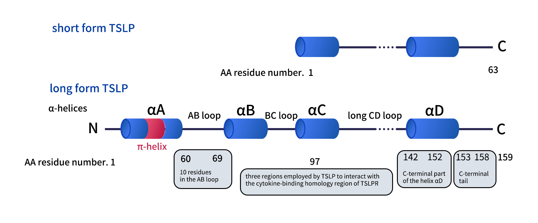 TSLP: A Promising Target for Opening a New Chapter in Immunotherapy ...