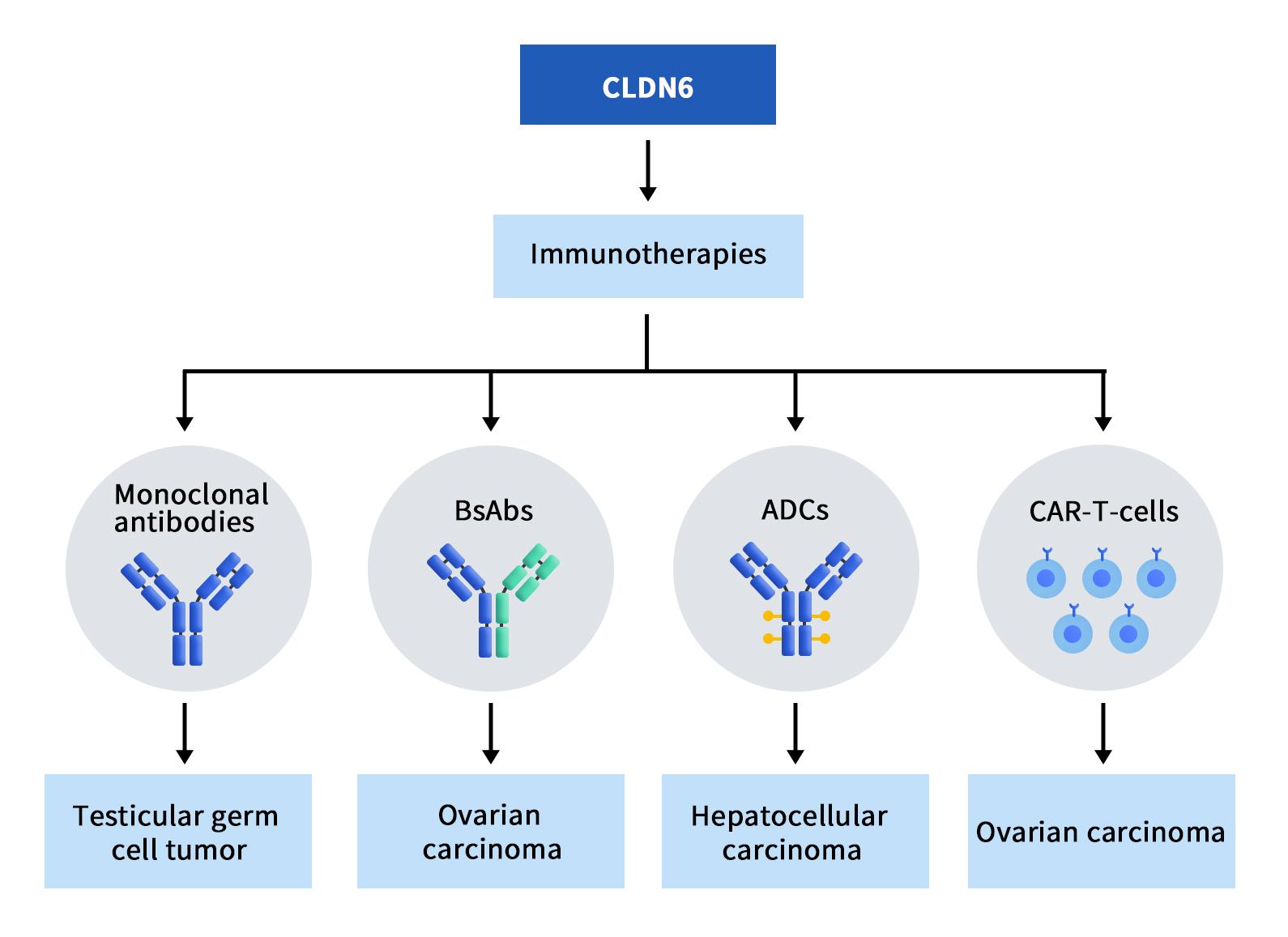 CLDN6 – The Next Promising Target for Solid Tumor Therapy After CLDN18 ...